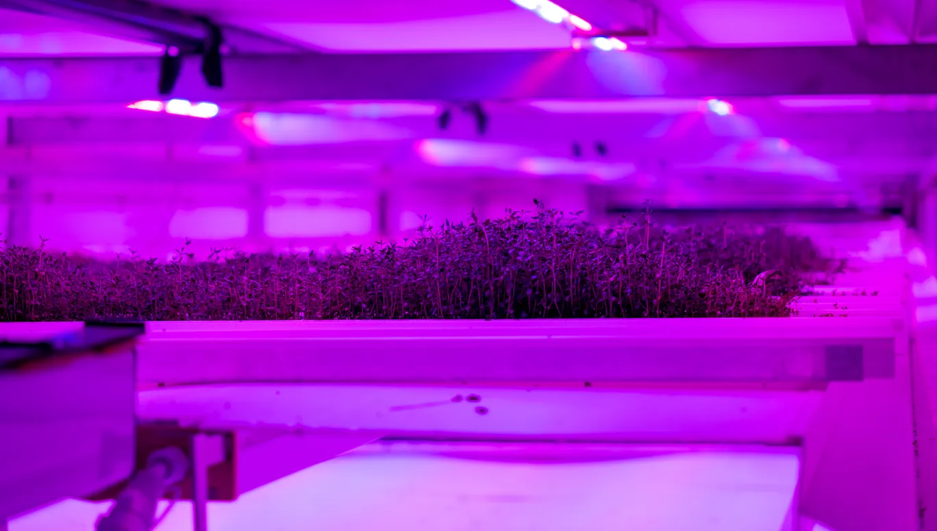 Amsterdam's Growy wins Best Farm Innovation award | I amsterdam