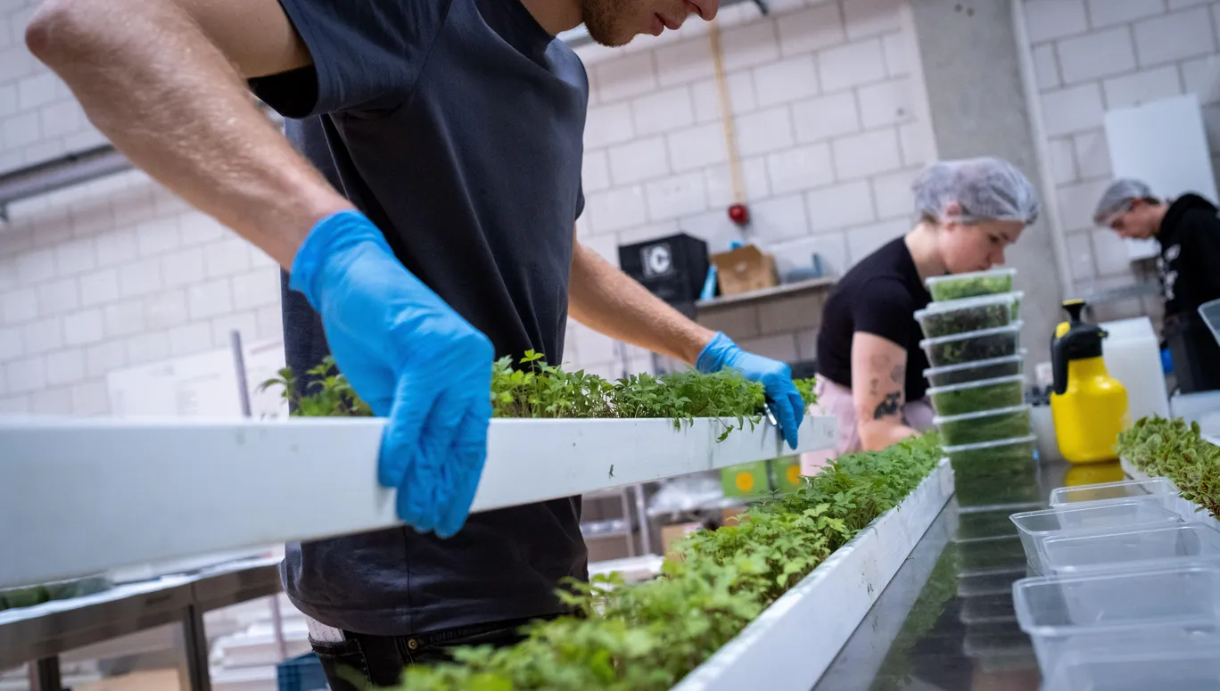 Vertical farming company Growy lays roots at CTPark Amsterdam | I amsterdam